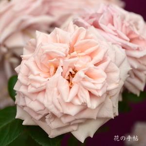 バラ スティーレオットチェント｜ROSE Stile '800｜花の手帖のwebバラ図鑑