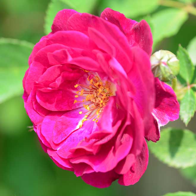 バラ アイヴァンホー｜ROSE Ivanhoe｜花の手帖のwebバラ図鑑