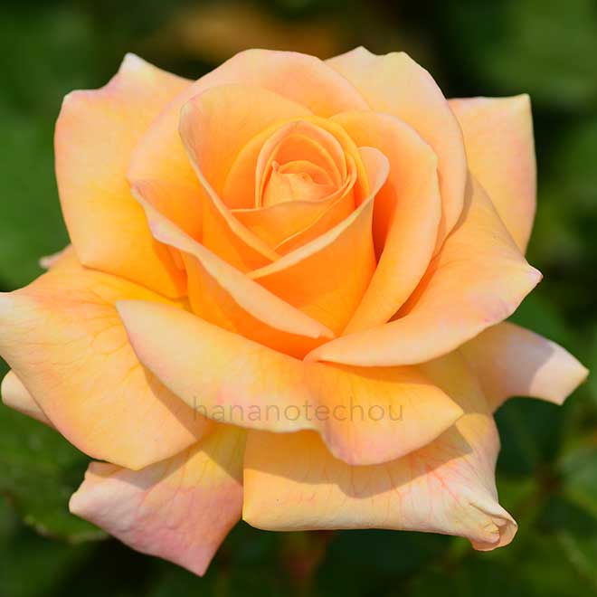 バラ ゴールデンオールディ｜ROSE Golden Oldie｜花の手帖のwebバラ図鑑