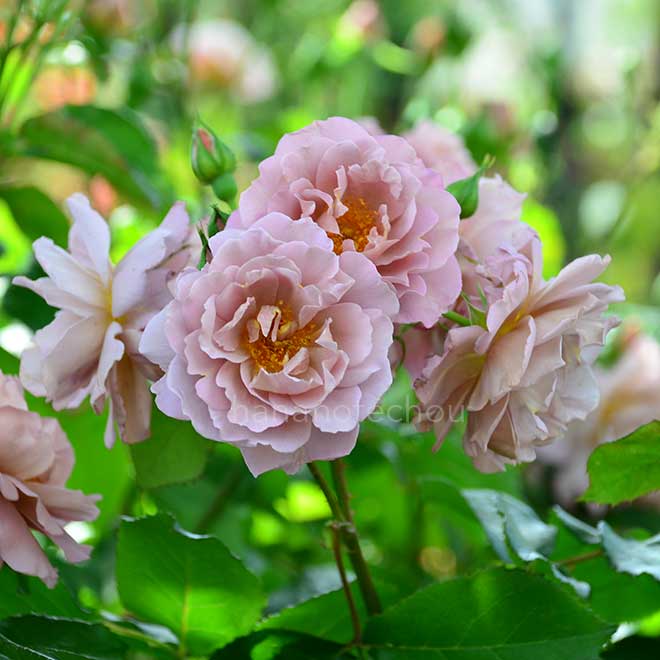 バラ ラベンダー ピノキオ｜ROSE Lavender Pinocchio｜花の手帖のwebバラ図鑑