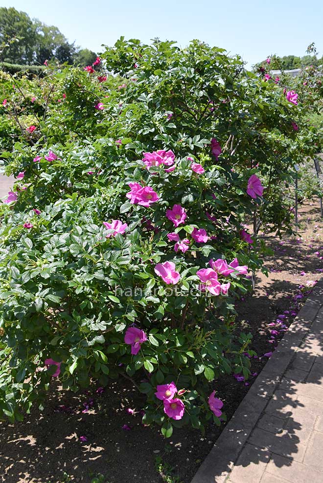 バラ ロサ ルゴサ スカブローサ｜ROSE Rosa rugosa scabrosa｜花の手帖のwebバラ図鑑