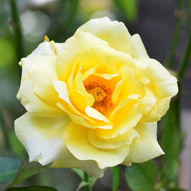 バラ ザウェインライトローズ｜ROSE The Wainwright Rose｜花の手帖のwebバラ図鑑