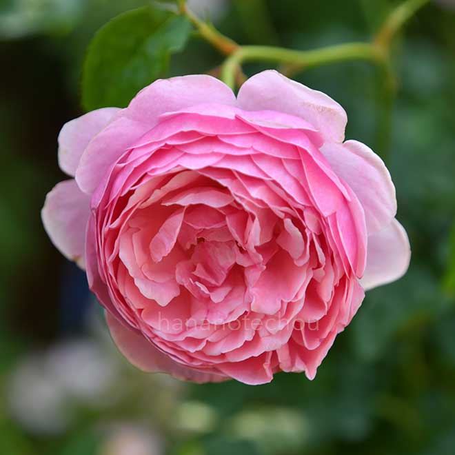 バラ ドクター ハーバート グレイ｜ROSE Dr. Herbert Gray｜花の手帖のwebバラ図鑑