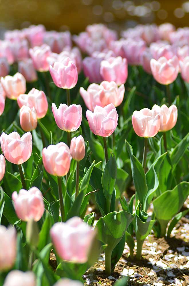 チューリップ ガブリエラ｜TULIP Gabriella｜花の手帖のチューリップ図鑑