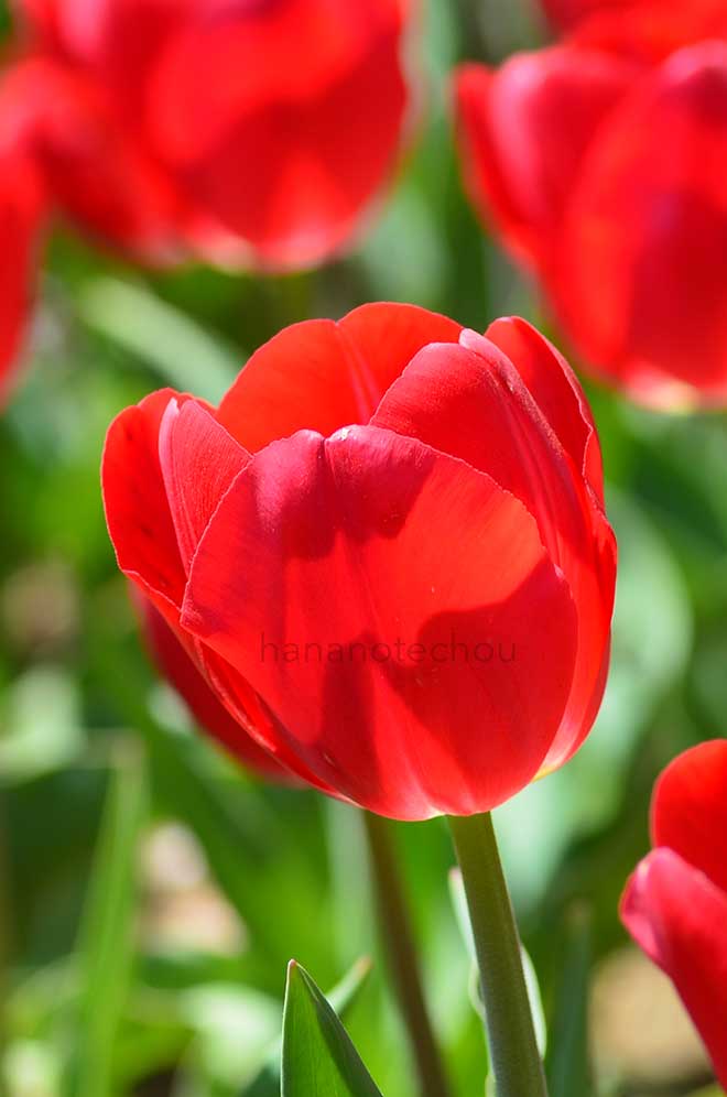 チューリップ レッドマーク｜TULIP Red Mark｜花の手帖のチューリップ図鑑