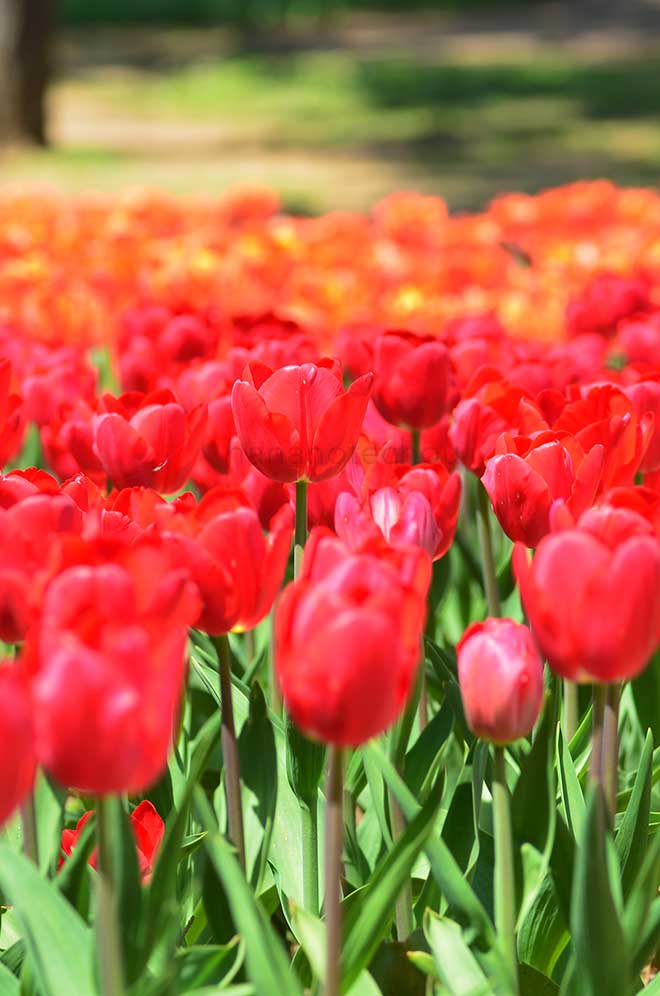 チューリップ レッドマーク｜TULIP Red Mark｜花の手帖のチューリップ図鑑